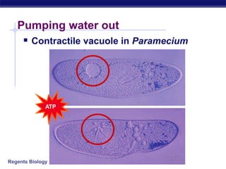 Paramecium Cell Membrane