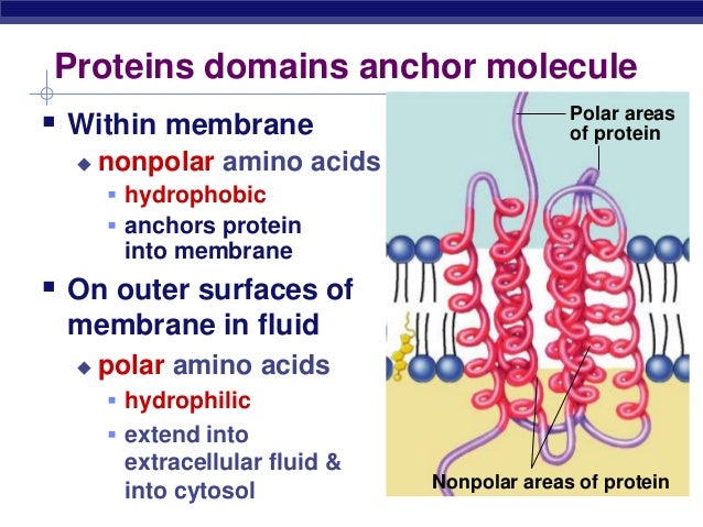 Cell membrane and transport