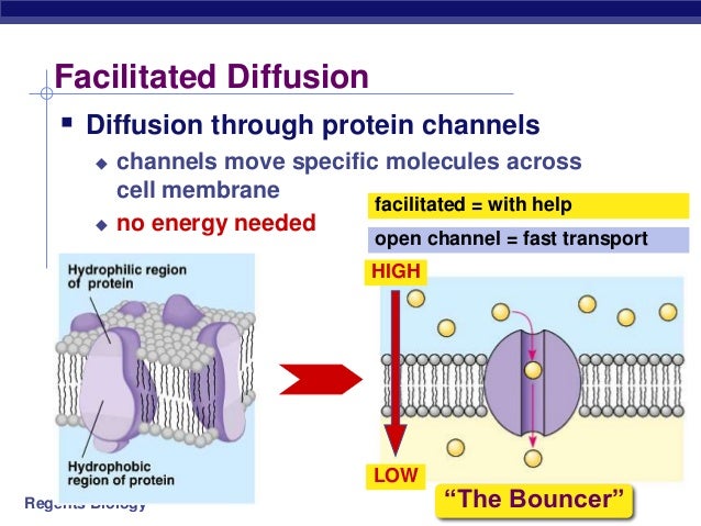 Cell membrane and transport