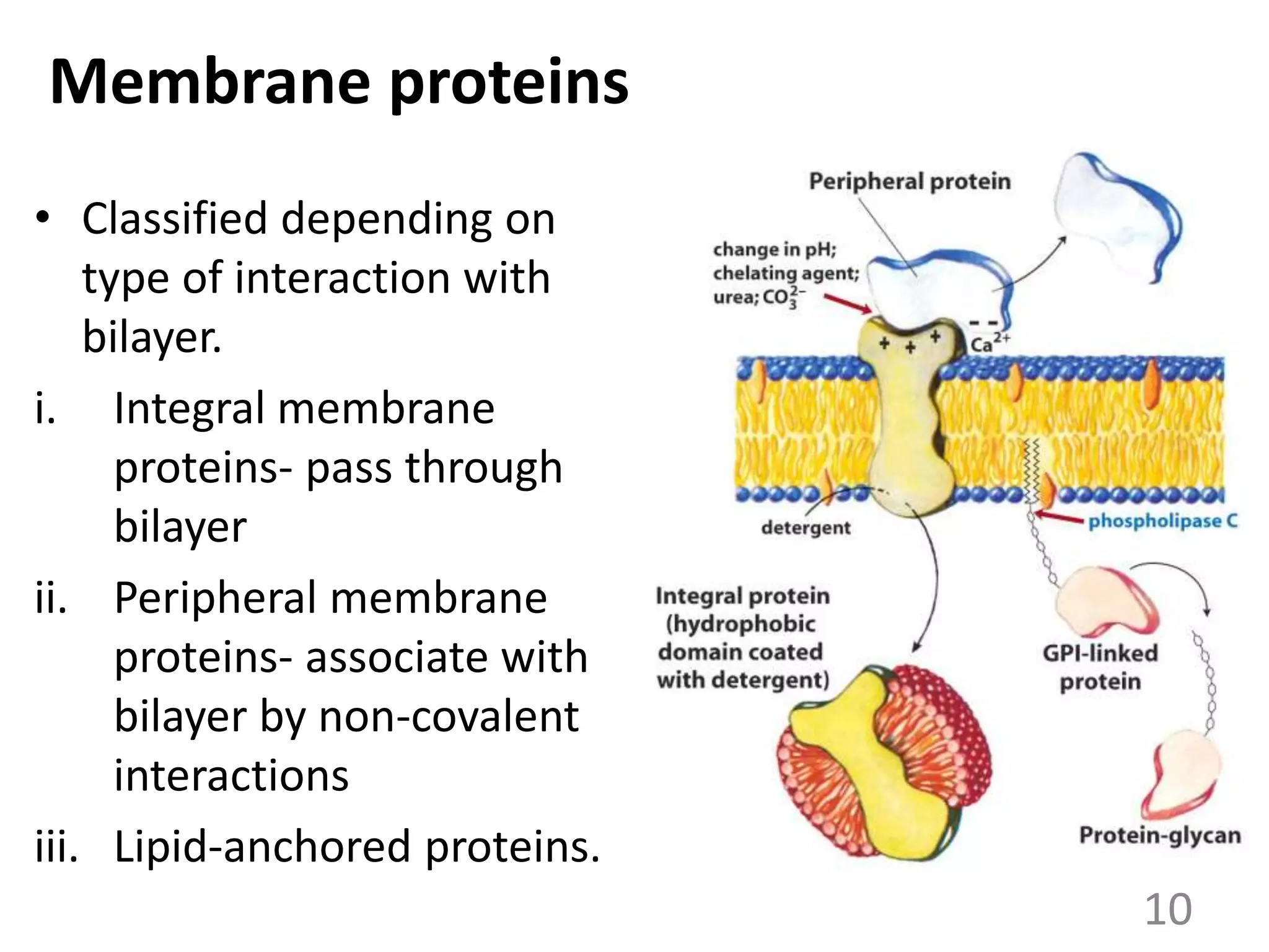 Cell membrane and transport | PPTX