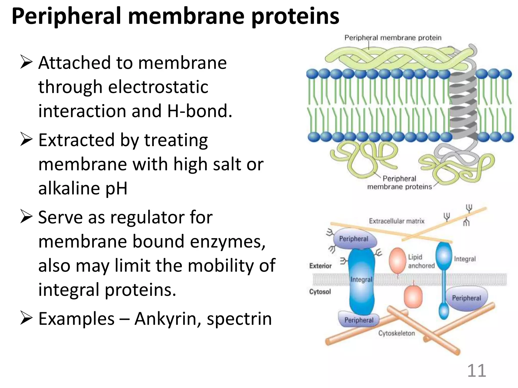 Cell membrane and transport | PPTX