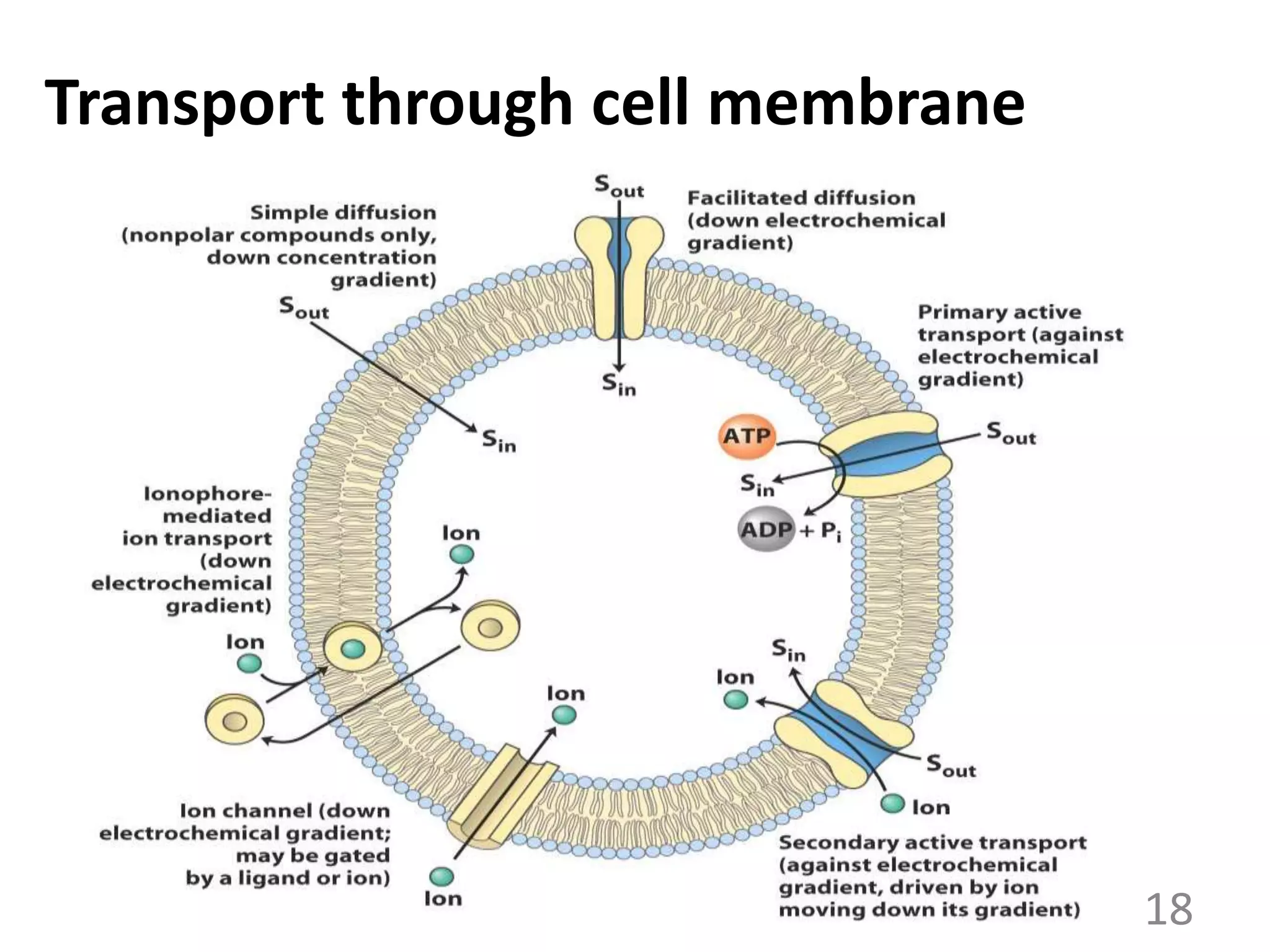 Cell membrane and transport | PPTX
