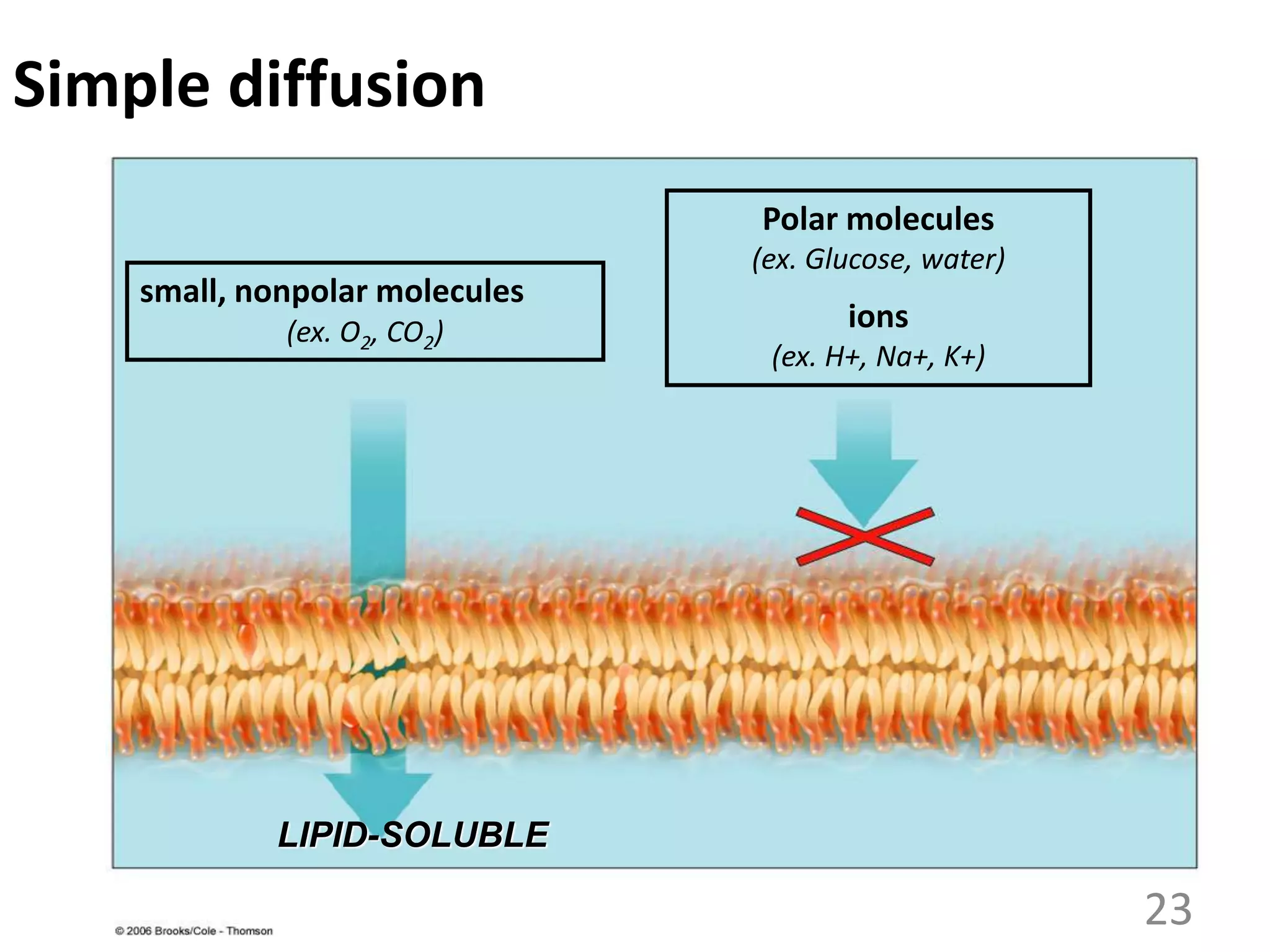 Cell membrane and transport | PPTX