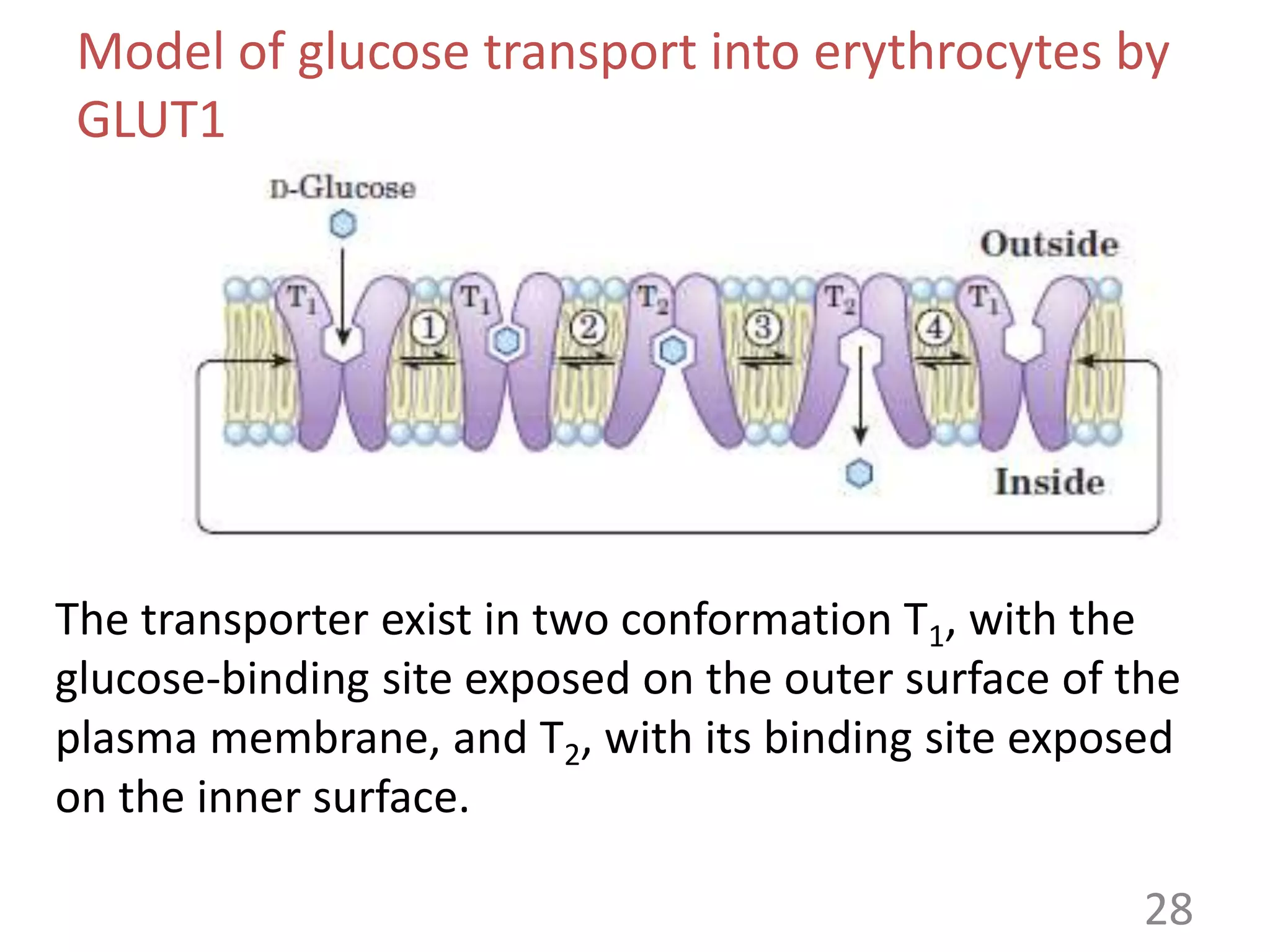 Cell membrane and transport | PPTX