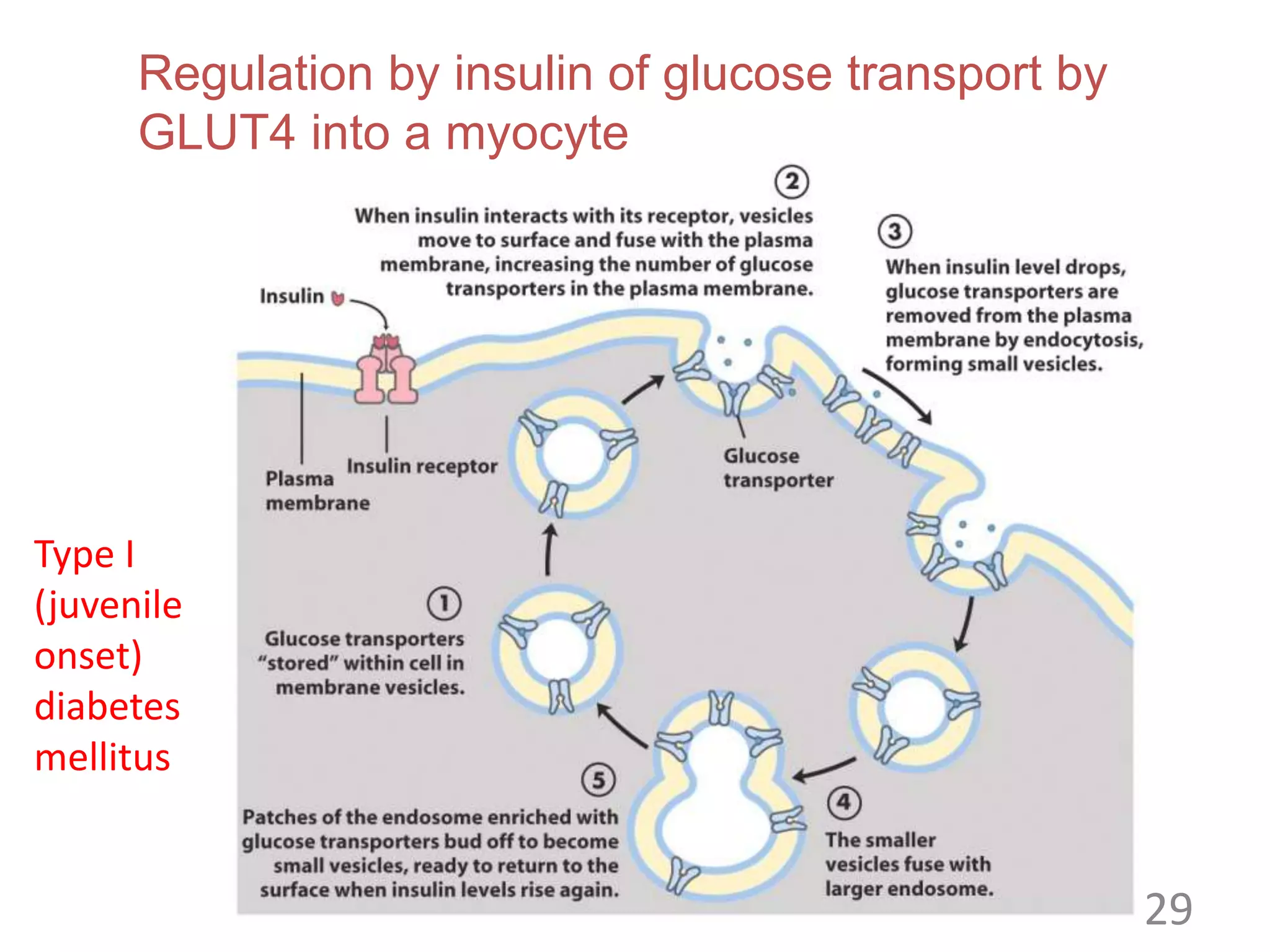 Cell membrane and transport | PPTX