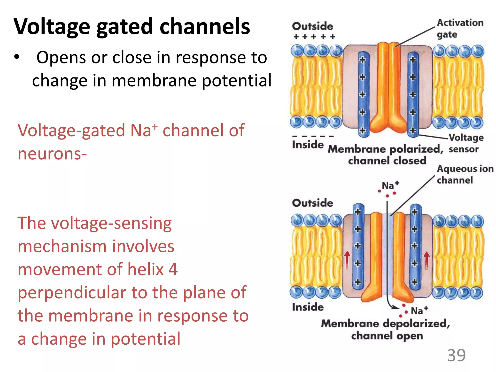 Cell membrane and transport | PPTX