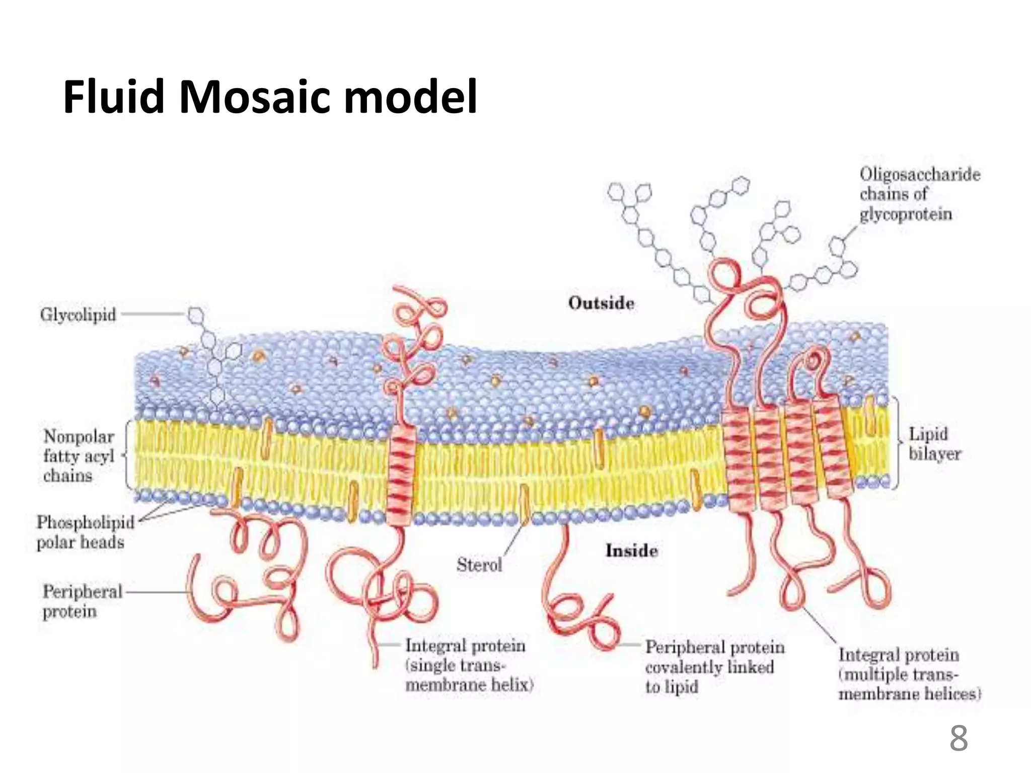 Cell membrane and transport | PPTX