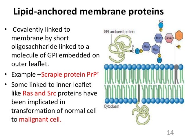 Cell membrane and transport