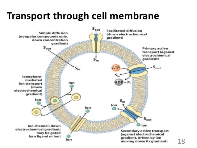 Cell membrane and transport