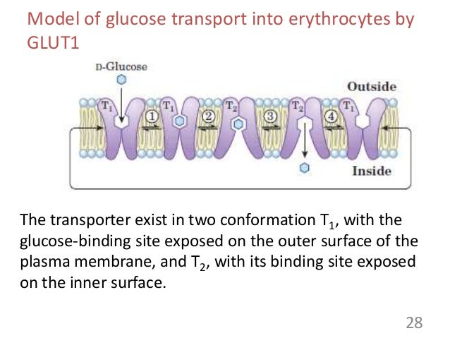 Cell membrane and transport
