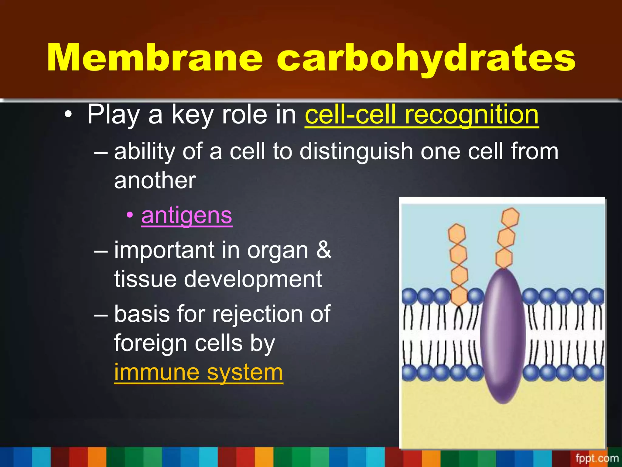 Cell membrane and transport mechanisms | PPTX