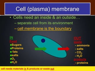 Cell membrane and transport mechanisms | PPTX