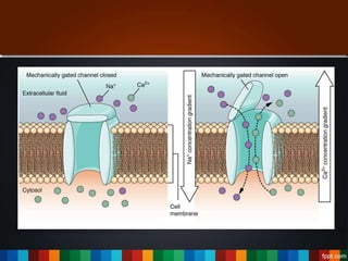 Cell membrane and transport mechanisms | PPTX