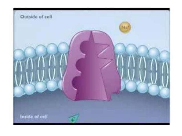 Cell membrane and Transport.pptx