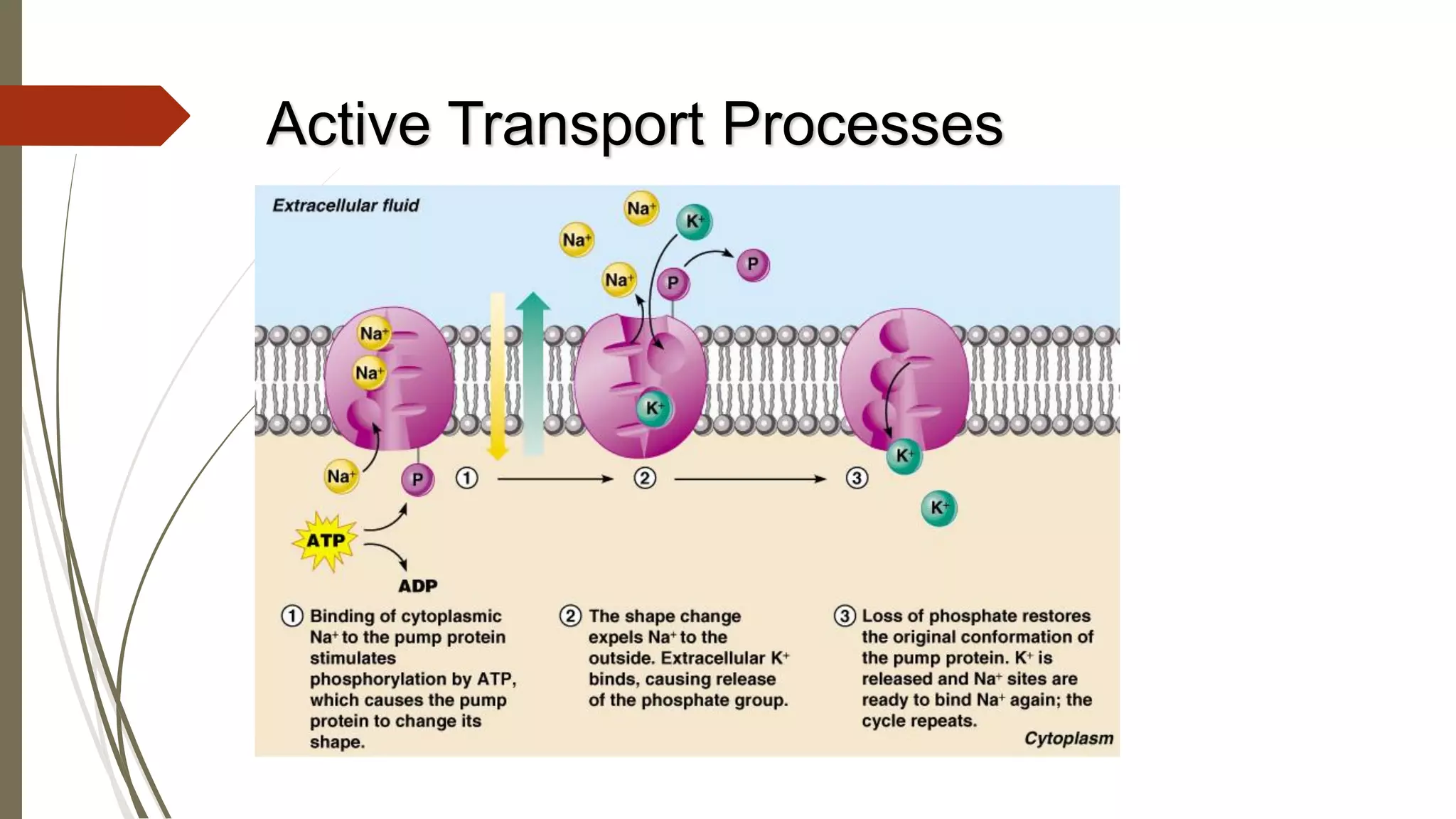 Cell membrane and transportation.pdf