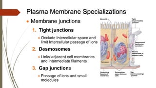 Cell membrane and transportation.pdf