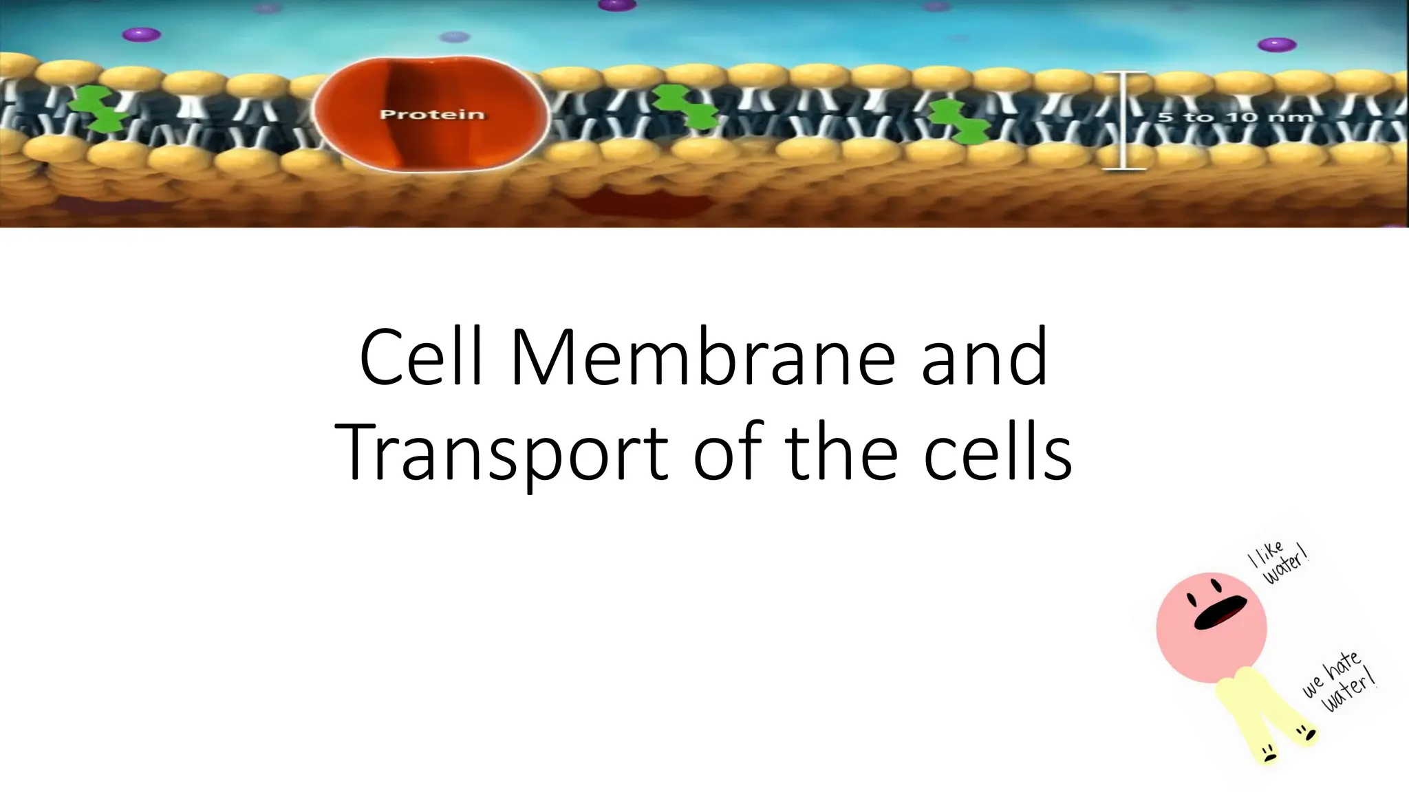 Cell Membrane and Transport of the cells.pdf