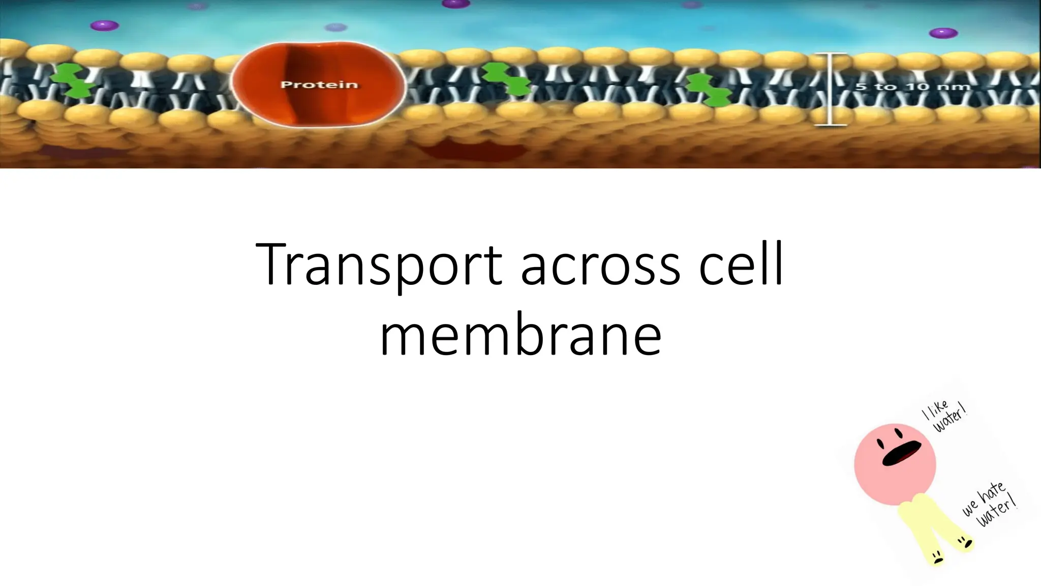 Cell Membrane and Transport of the cells.pdf