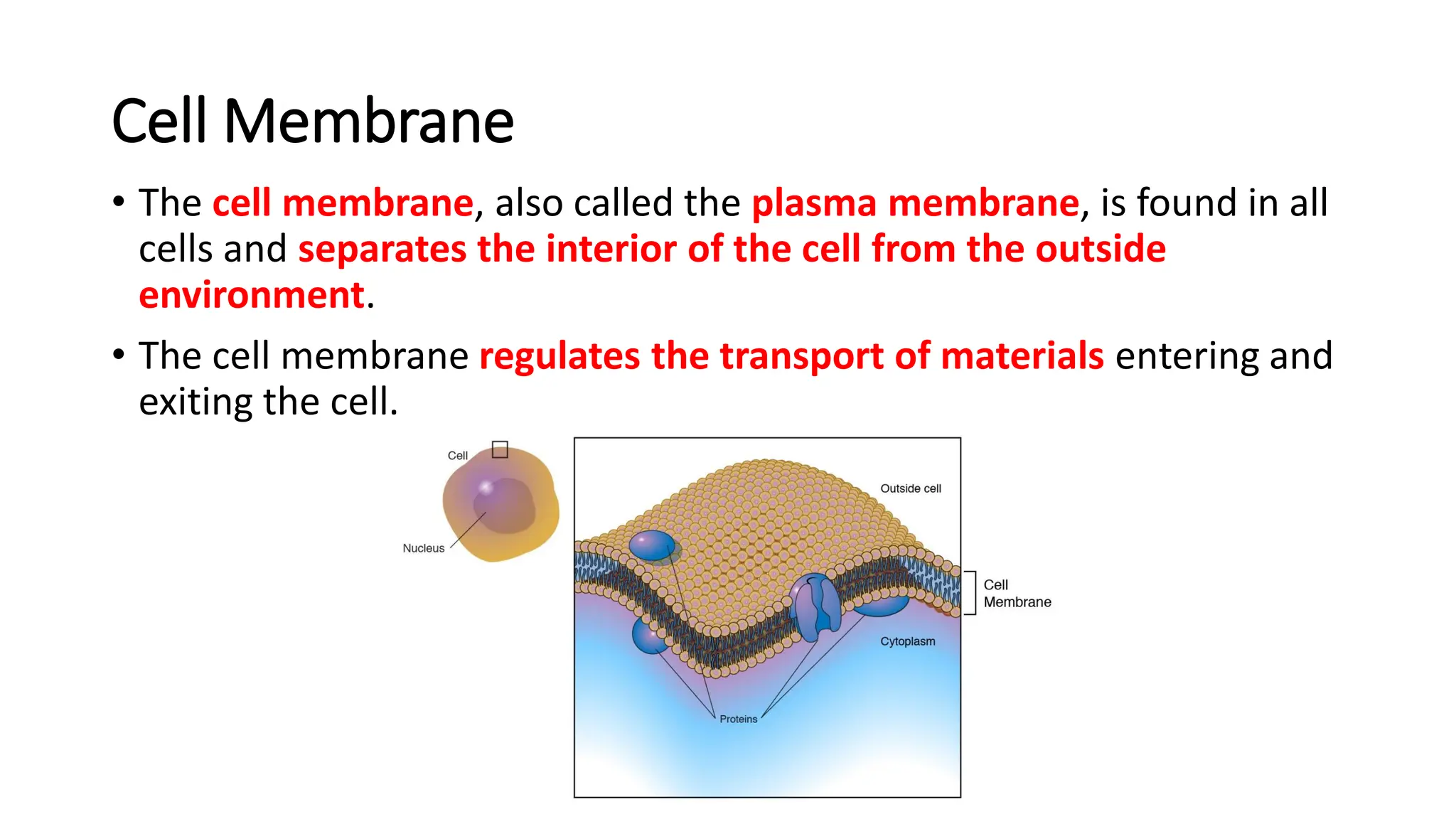 Cell Membrane and Transport of the cells.pdf