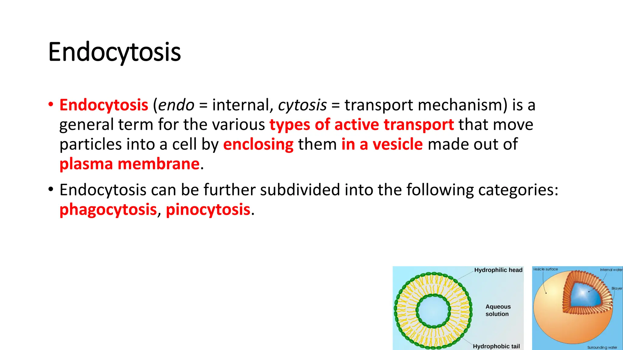 Cell Membrane and Transport of the cells.pdf