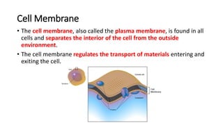 Cell Membrane and Transport of the cells.pdf