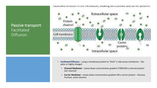 Cell Membrane And Transport system.pptx
