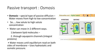 Cell Membrane And Transport system.pptx