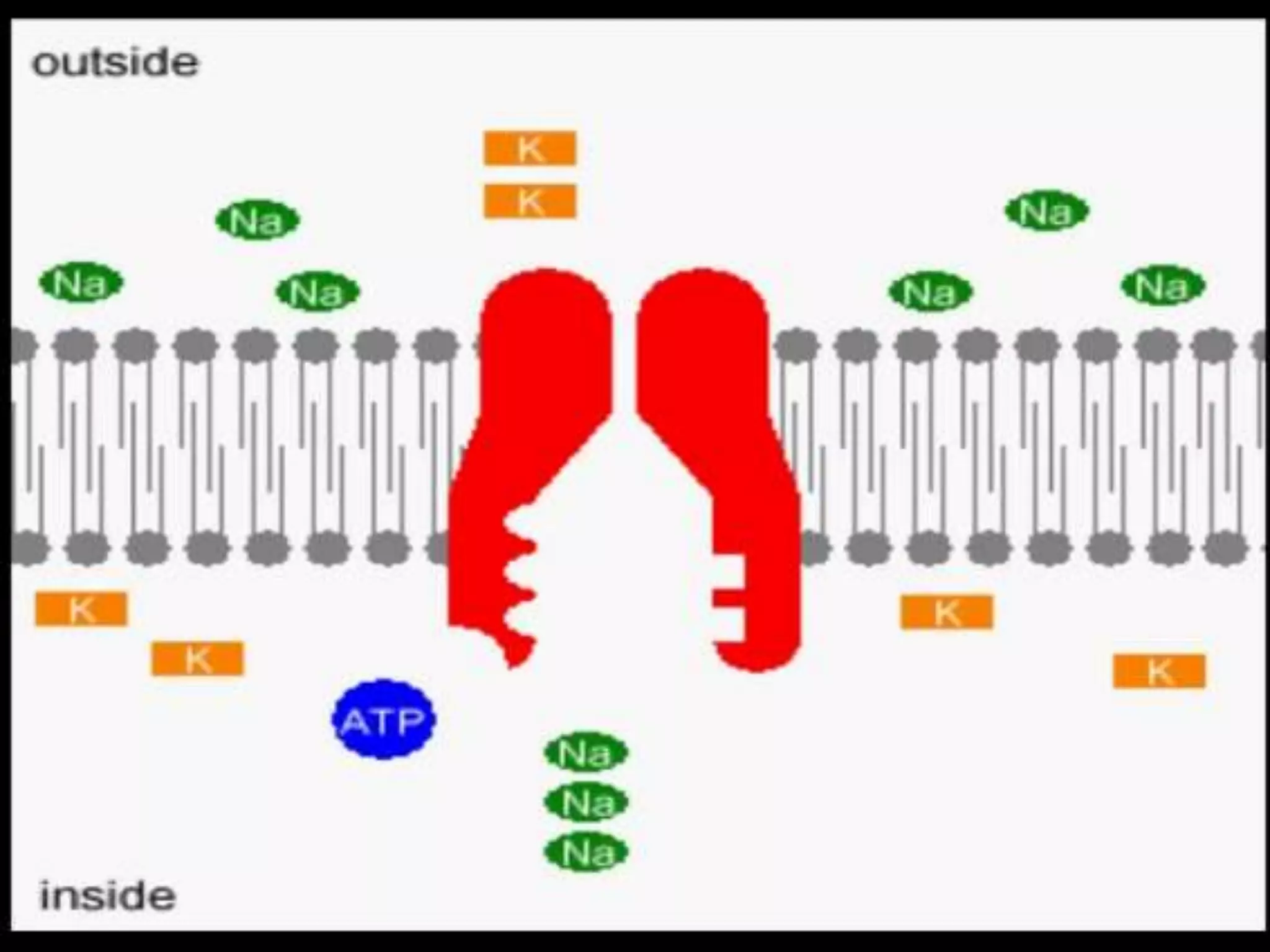 Cell Membrane BDS.pptx