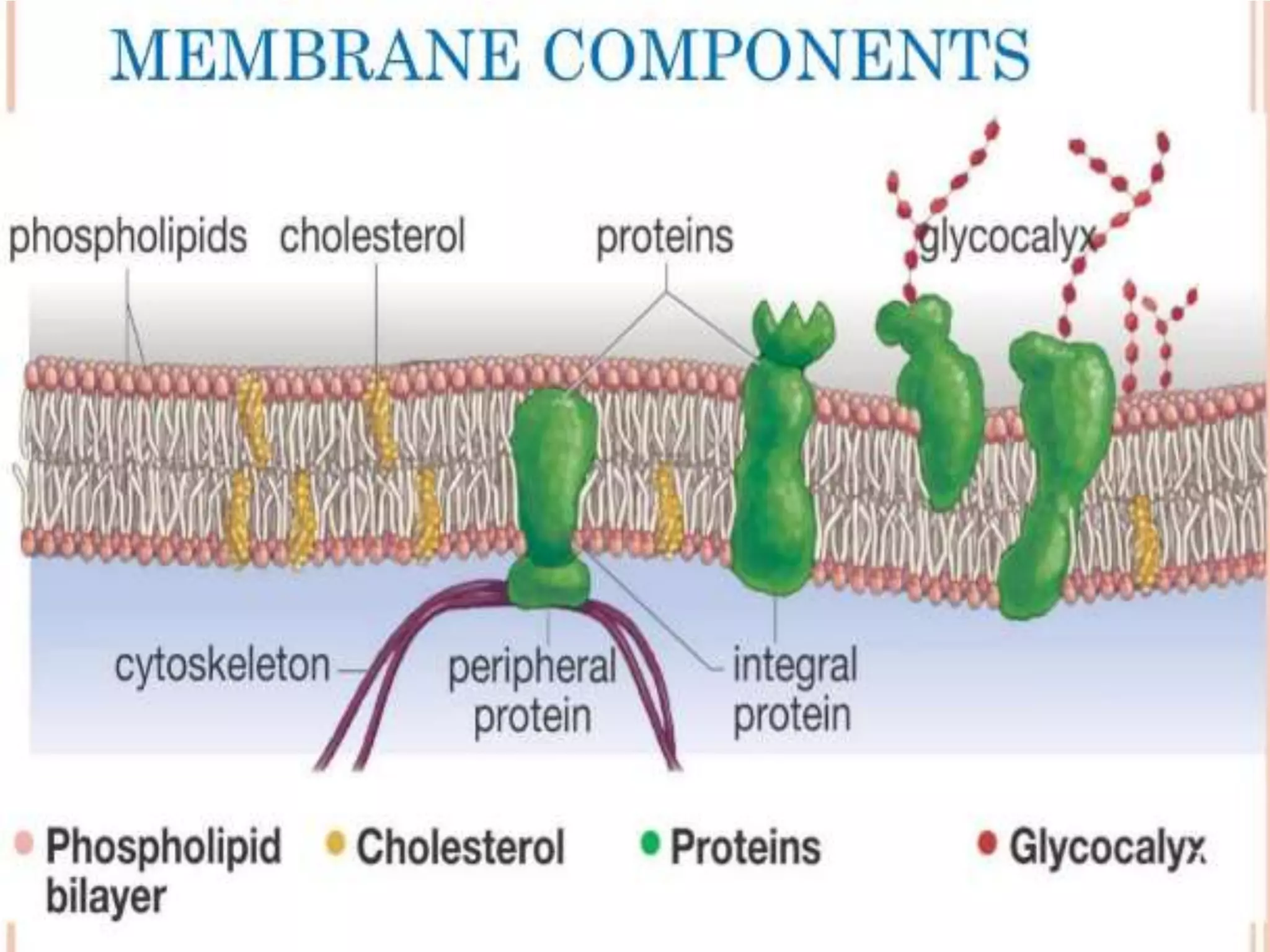 Cell Membrane BDS.pptx