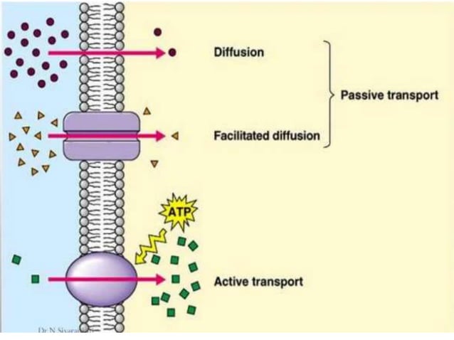 Cell Membrane BDS.pptx