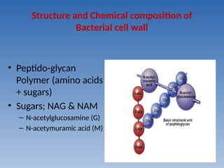 Cell membrane and its detailed characters by NNM.pptx