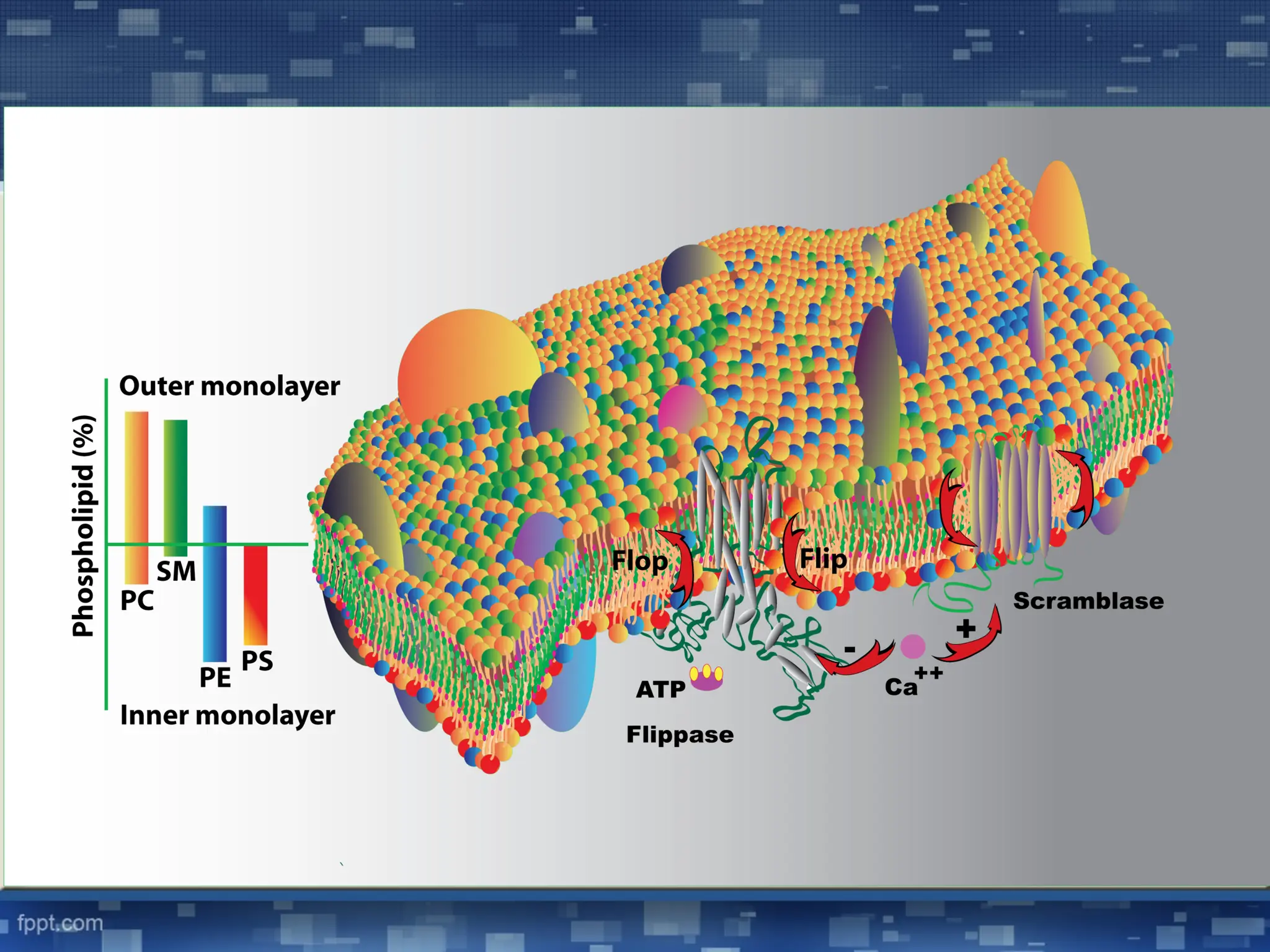 Cell Membrane Composition and Function_240417_114329.pdf
