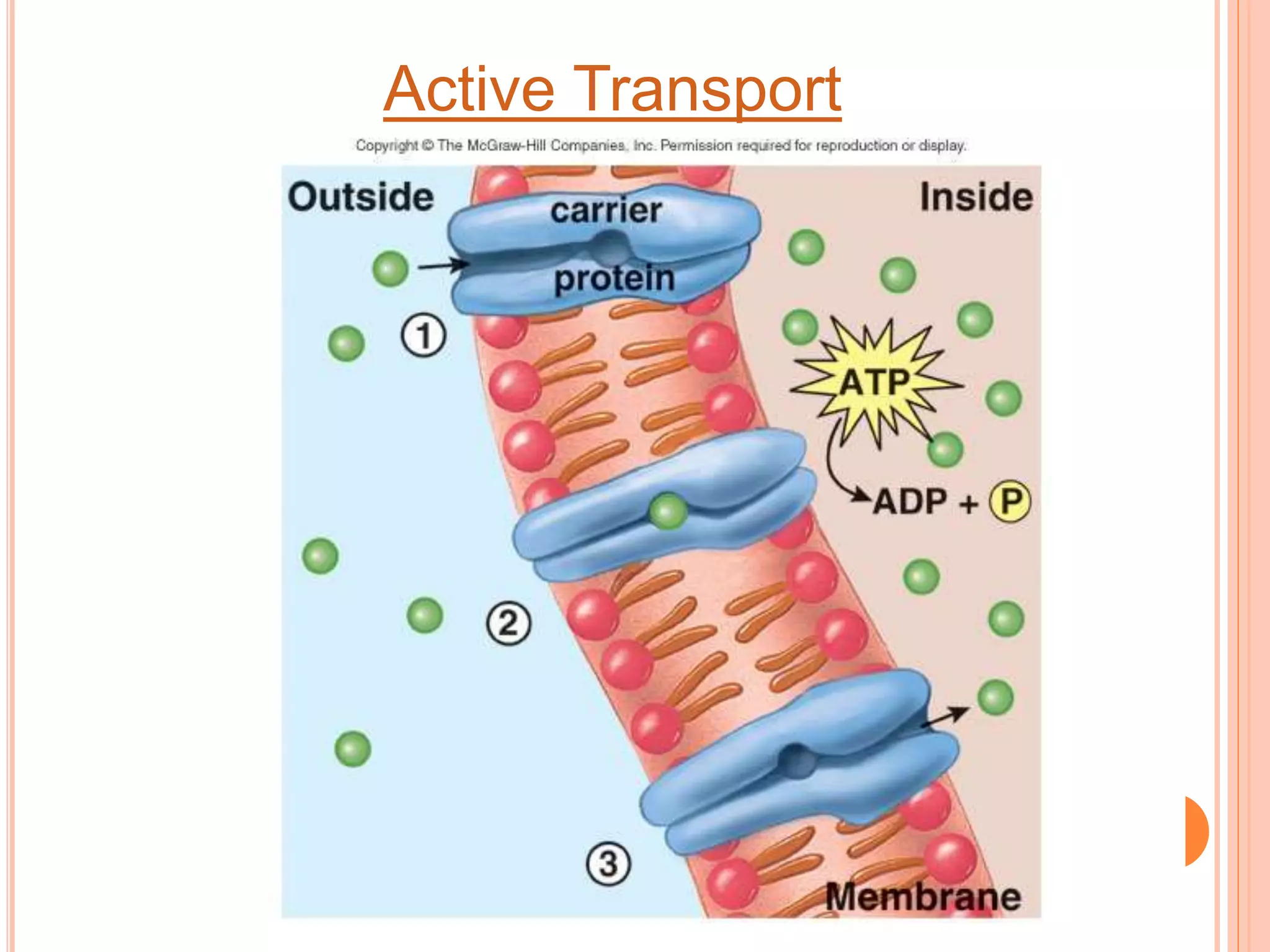 Cell membrane function and cell cycle | PPTX