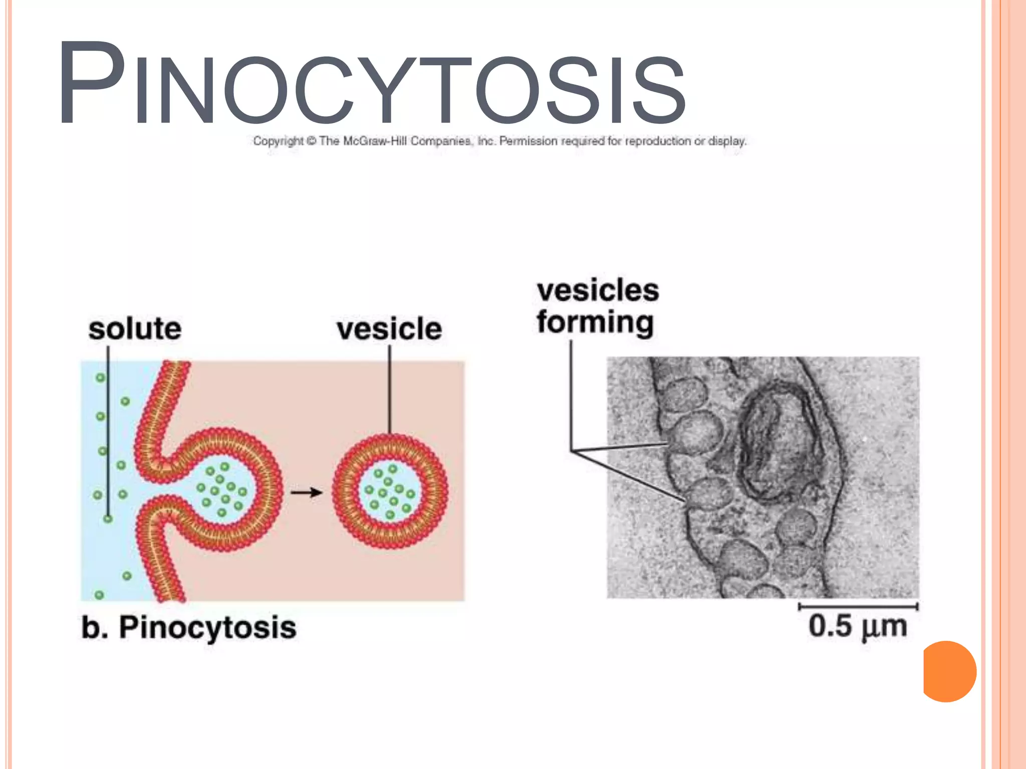 Cell membrane function and cell cycle | PPTX
