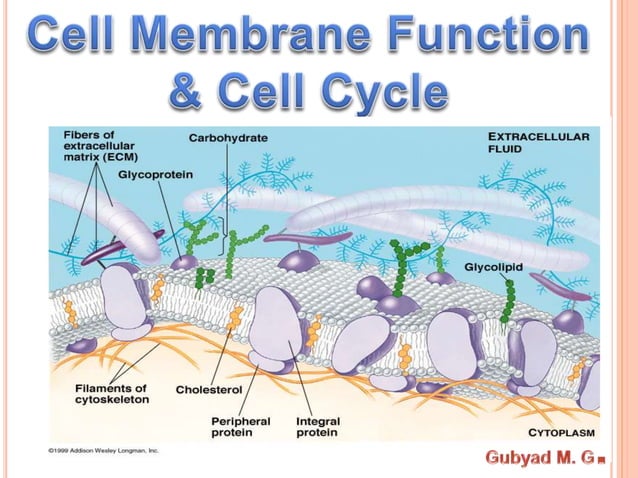Cell membrane function and cell cycle | PPTX | Biological Sciences | Science