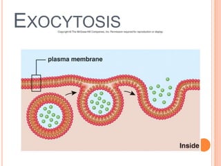Cell membrane function and cell cycle | PPTX