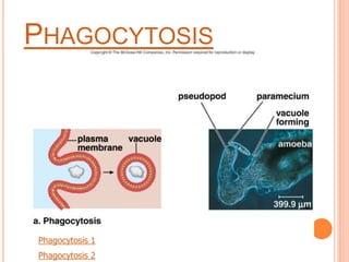 Cell membrane function and cell cycle | PPTX