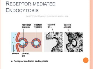 Cell membrane function and cell cycle | PPTX