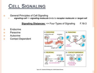 Cell membrane function and cell cycle | PPTX