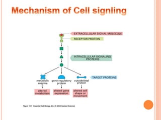Cell membrane function and cell cycle | PPTX