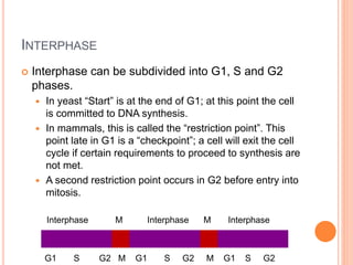 Cell membrane function and cell cycle | PPTX
