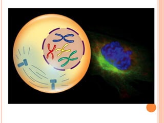 Cell membrane function and cell cycle | PPTX