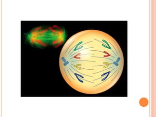 Cell membrane function and cell cycle | PPTX