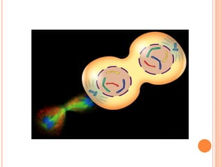 Cell membrane function and cell cycle | PPTX