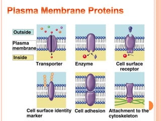 Cell membrane function and cell cycle | PPTX