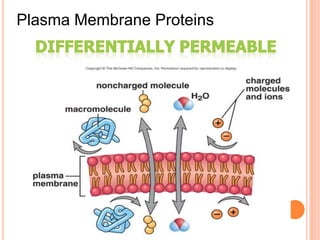 Cell membrane function and cell cycle | PPTX