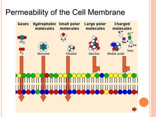 Cell membrane function and cell cycle | PPTX