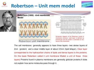 Cell membrane functions | PDF