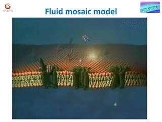 Cell membrane functions | PDF