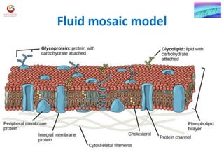 Cell membrane functions | PDF